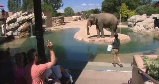 Denver Zoo taking proper steps to make sure animals are cool during ...