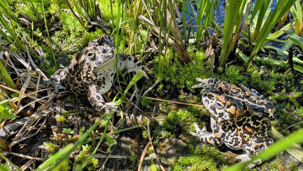SF Zoo reintroduces endangered toads back to Yosemite National Park ...