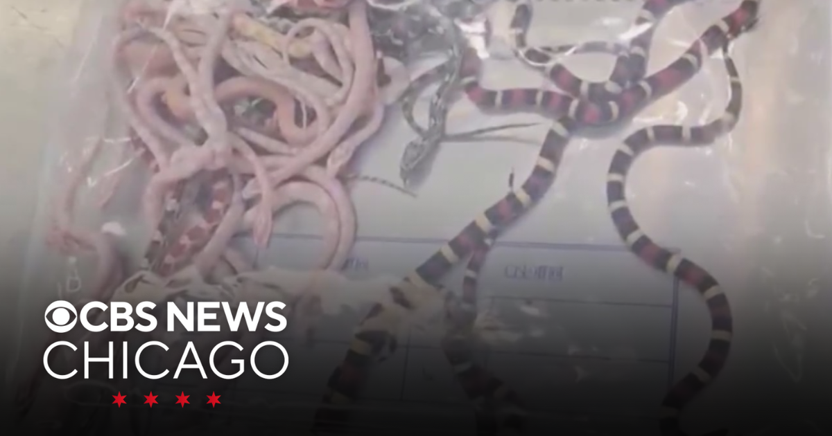 Man tries smuggling more than 100 snakes in his pants - CBS Chicago