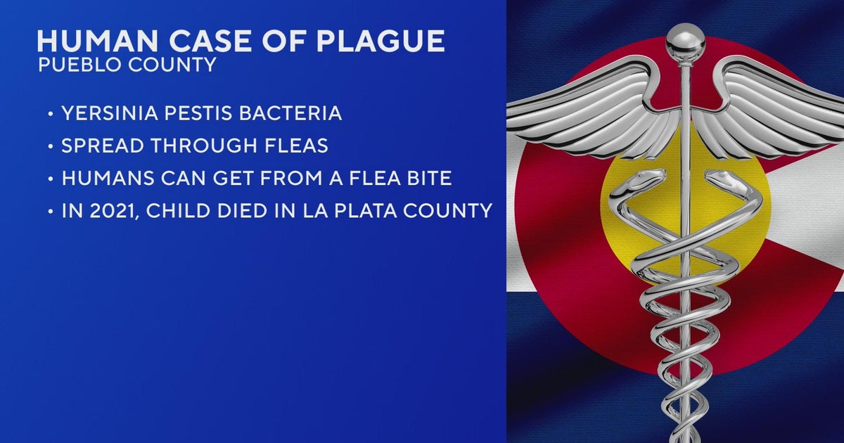Infected fleas bring a human case of the plague to Colorado, officials ...