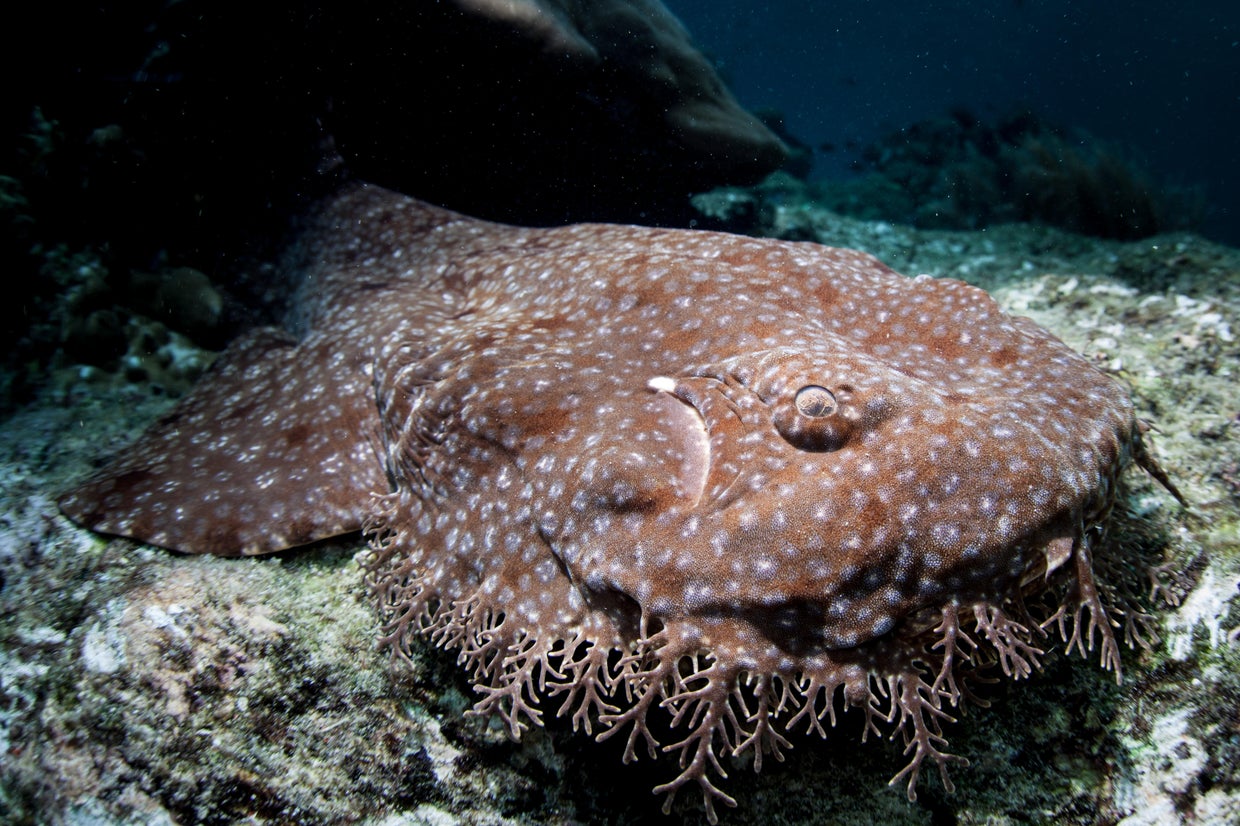 Shark species can get kind of weird. See 3 of the strangest wobbegongs ...