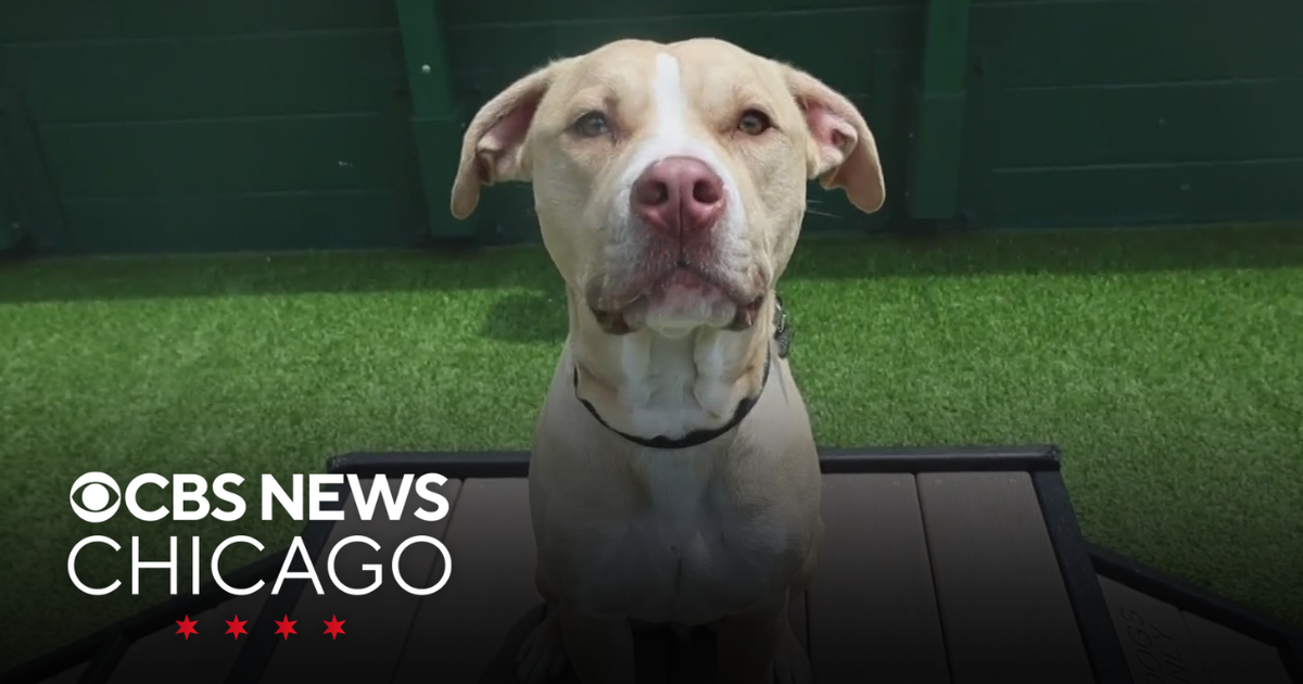 Meet Hawk, PAWS Chicago’s Pet of the Week - CBS Chicago