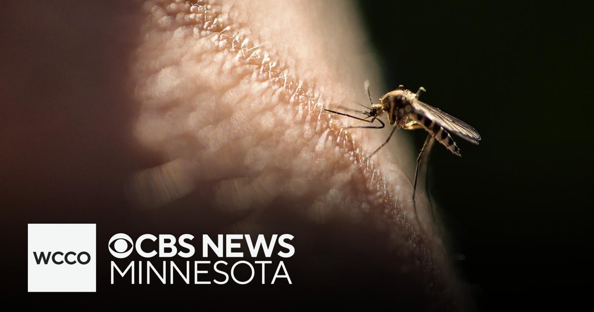 West Nile virus detected in mosquitoes in the Twin Cities - CBS Minnesota