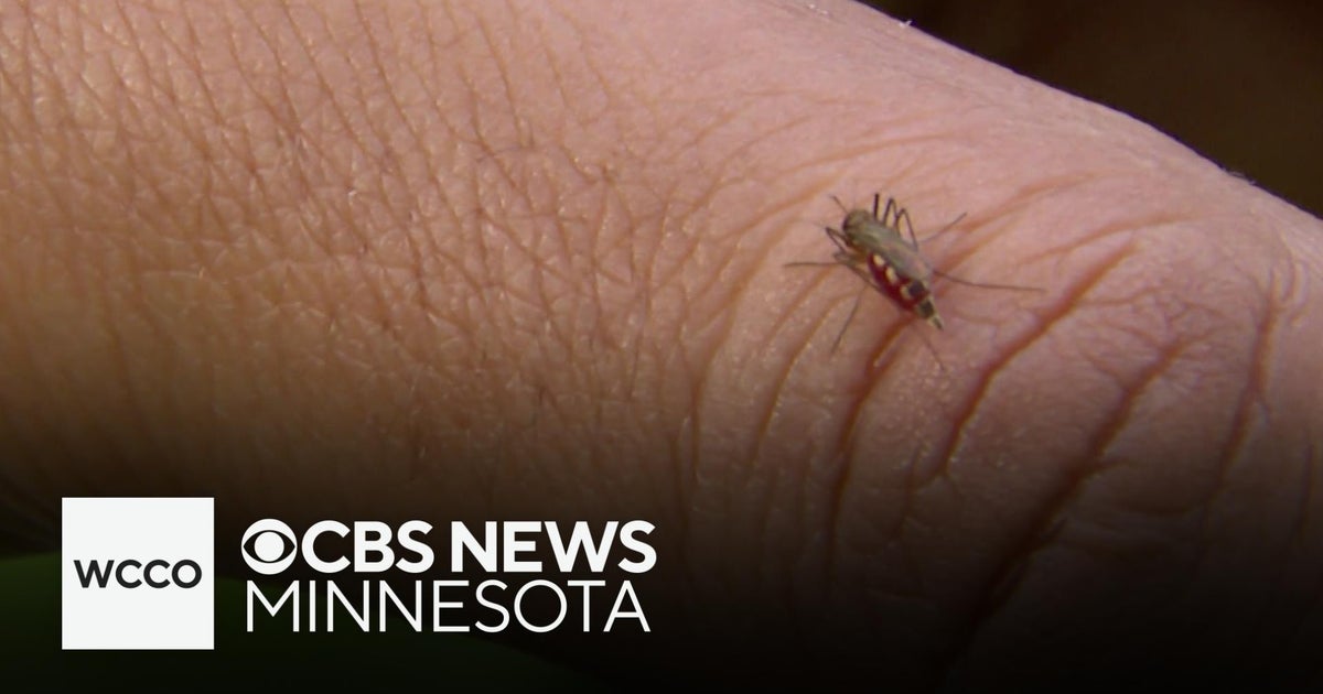 What causes mosquitoes to buzz? - CBS Minnesota