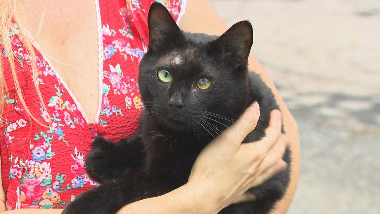 Belmont woman says cat was shot with BB gun - CBS Boston