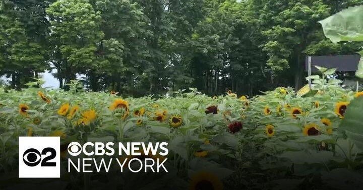 Long Island's East End farms are blooming in bright yellow - CBS New York