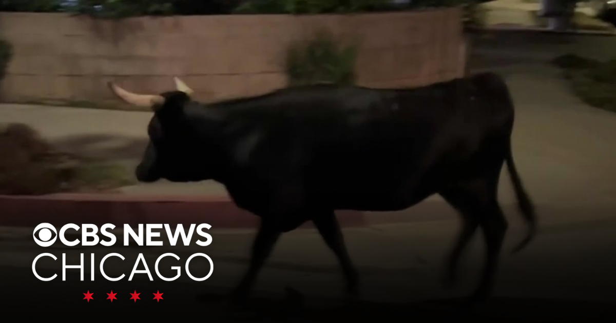 Cow hit by car while roaming in Los Angeles - CBS Chicago