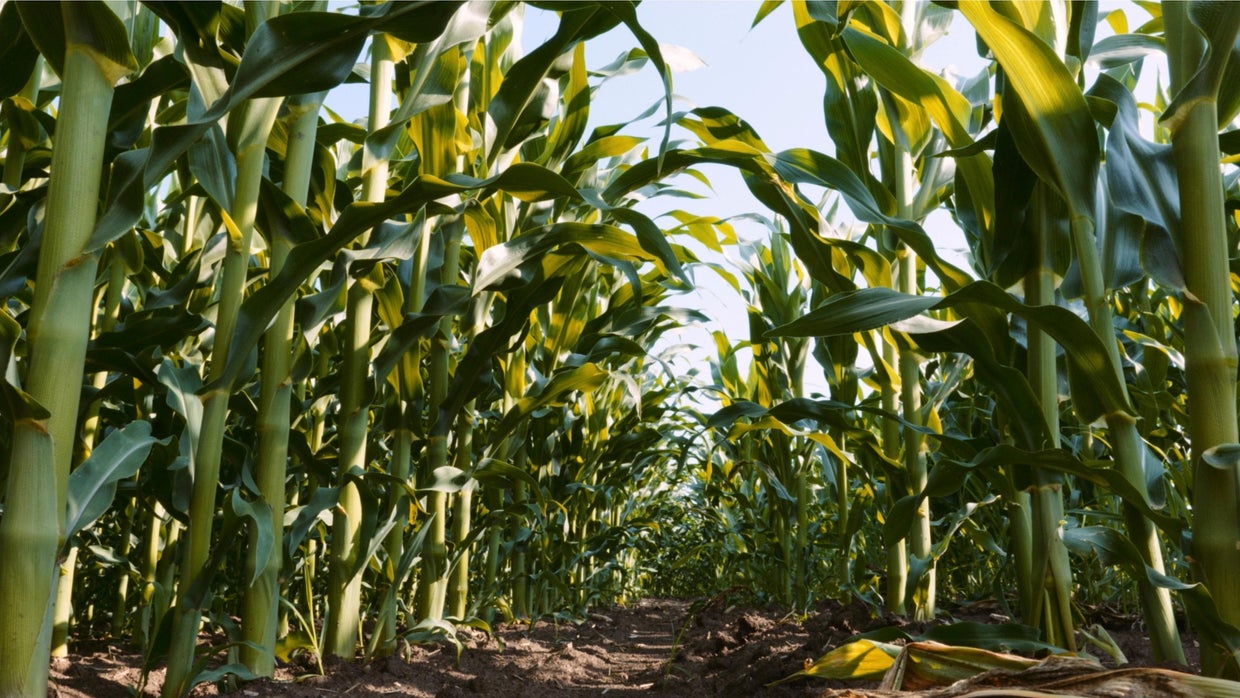 Have you ever noticed a difference in humidity in vegetation? It's ...