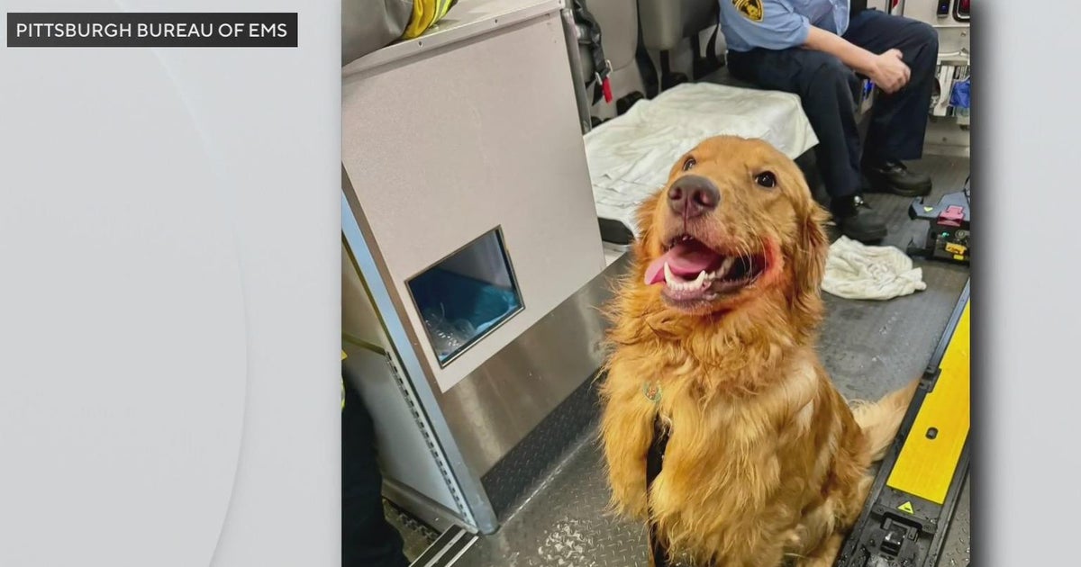 Pittsburgh EMS rescue dog trapped inside burning home - CBS Pittsburgh