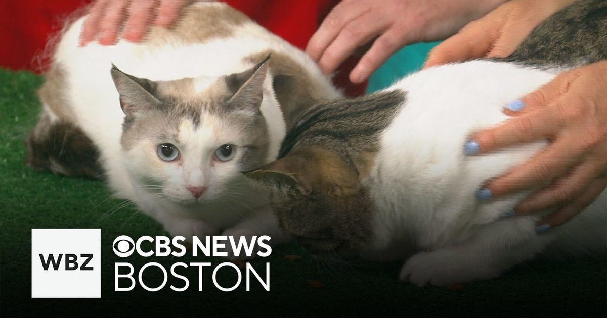 Pet Parade welcomes kittens from Gifford Cat Shelter in Boston - CBS Boston