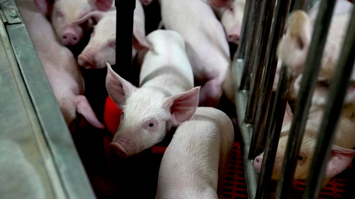Meet some of the world's cleanest pigs, raised to grow kidneys and ...