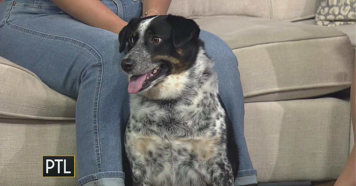 Team PTL meets Millie the Anxious Dog - CBS Pittsburgh