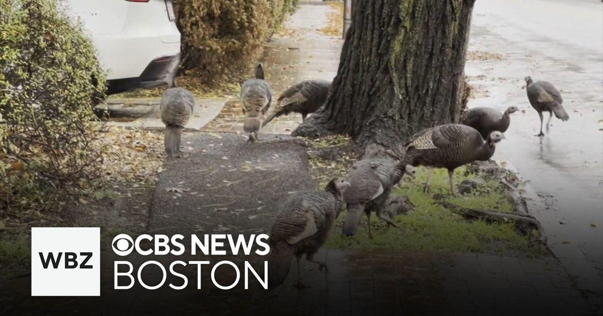 Wild turkey seen on video attacking car in Boston - CBS Boston