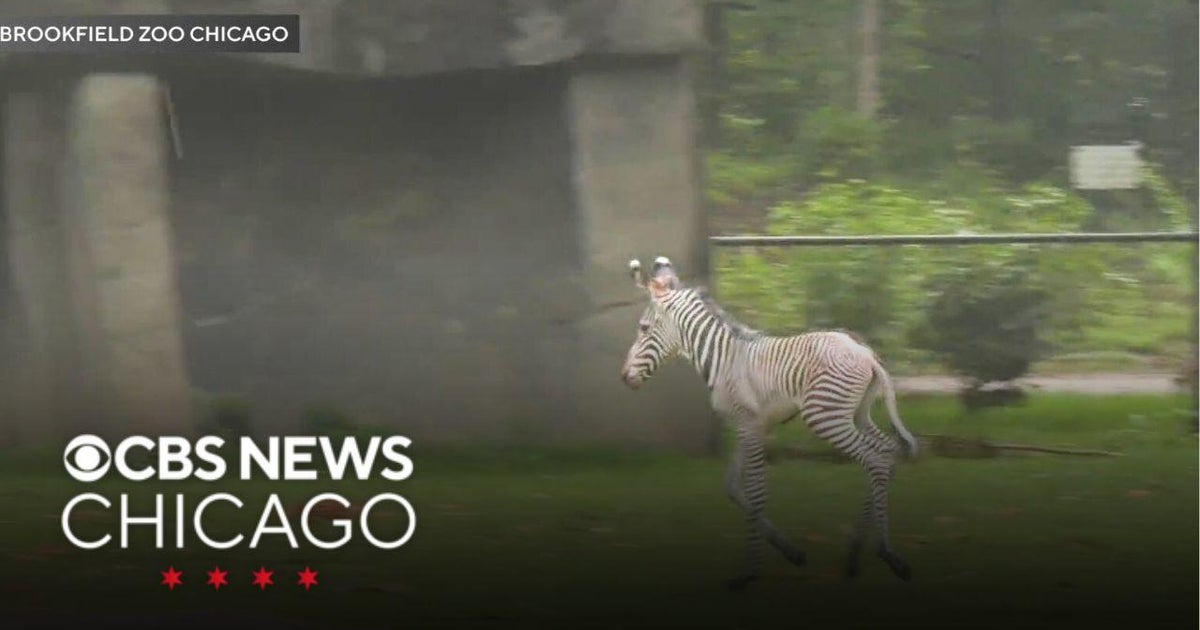 Zoo welcomes new zebra - CBS Chicago