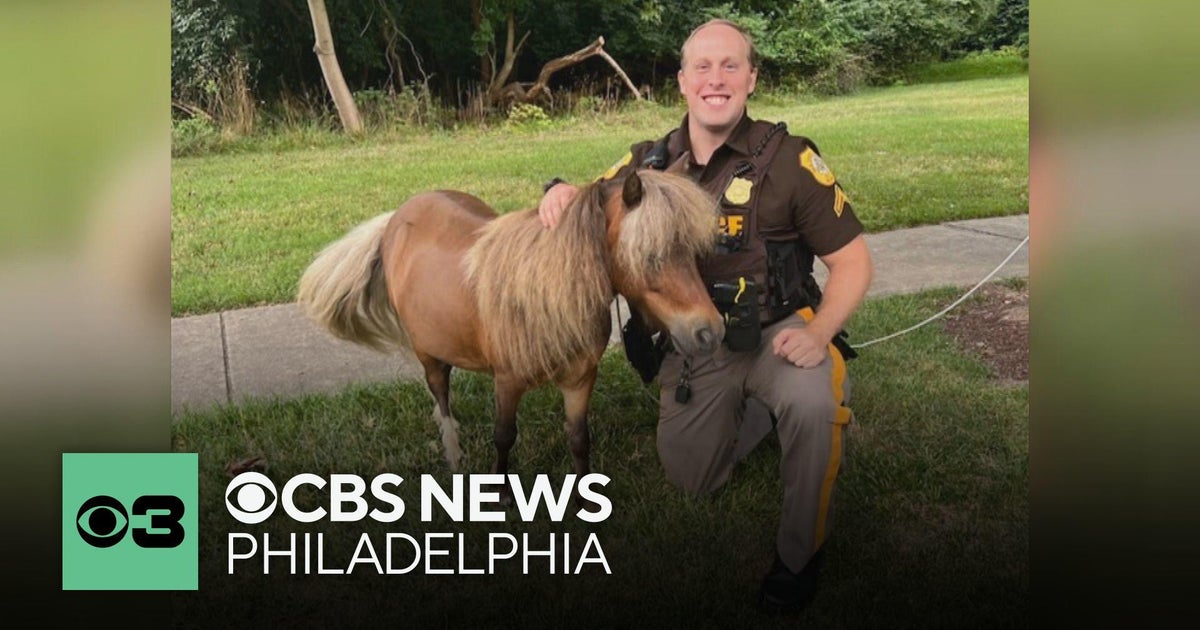 Bolt the pony reunited with owner after escape in Delaware - CBS ...