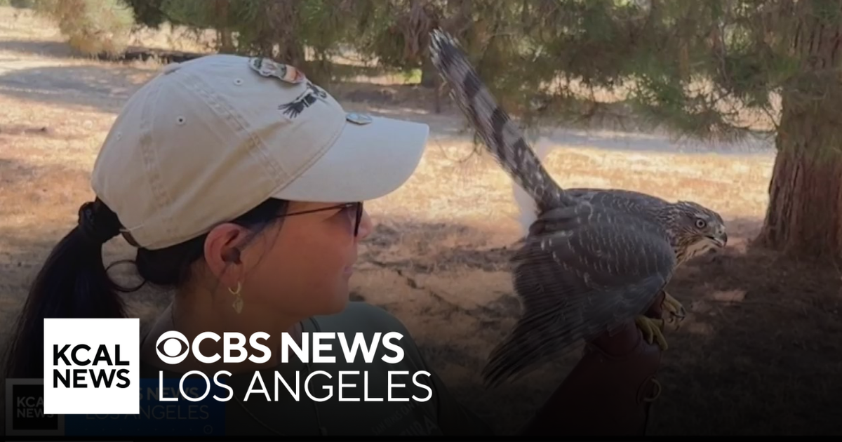 Raptor rescue opens in San Dimas with sights set on rehabbing ...