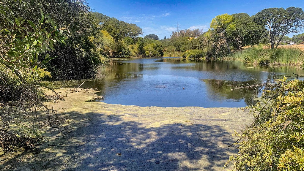 Pond at park in Martinez suffers fish die-off from algae invasion - CBS ...