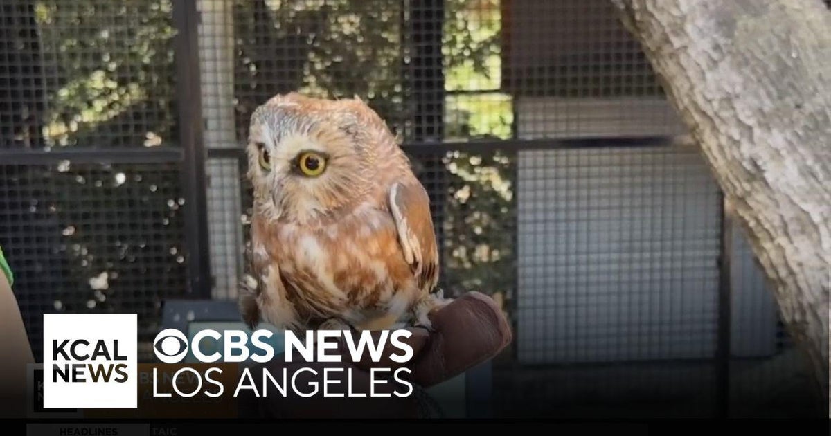 Birds of prey, injured or orphaned, find a new home in LA County rescue ...