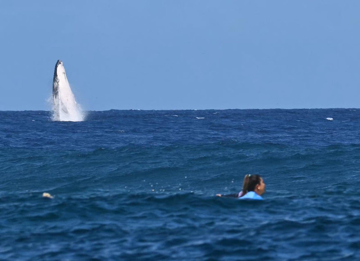 Whale makes surprise appearance during 2024 Paris Olympics surfing ...