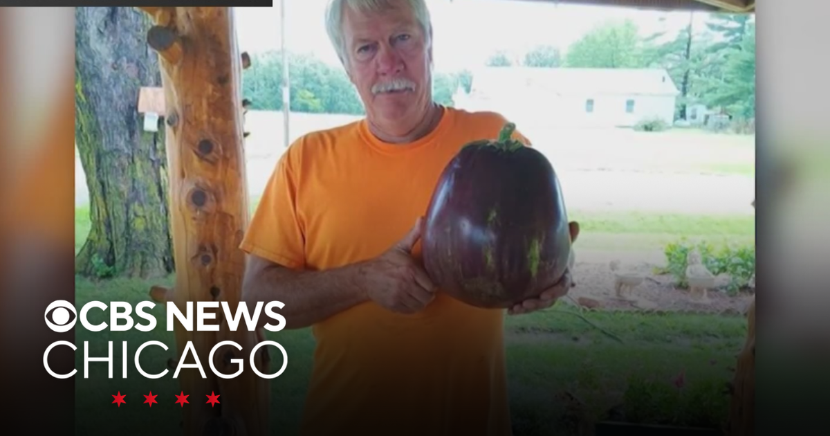 Iowa man sets world record for biggest eggplant - CBS Chicago