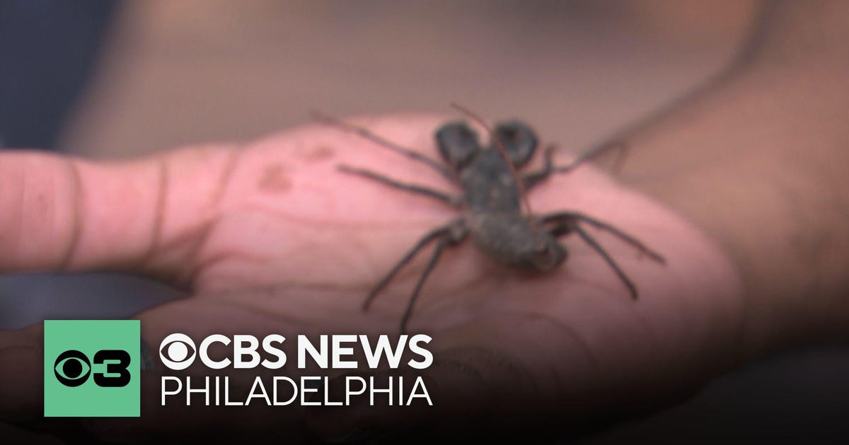 Bug Fest celebrates insects — including these creepy crawlies - CBS ...