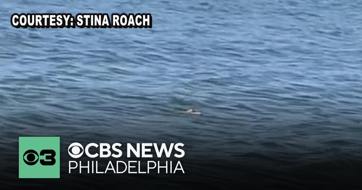 An alligator spotted in Lake Erie, Erie Port Authority investigates ...
