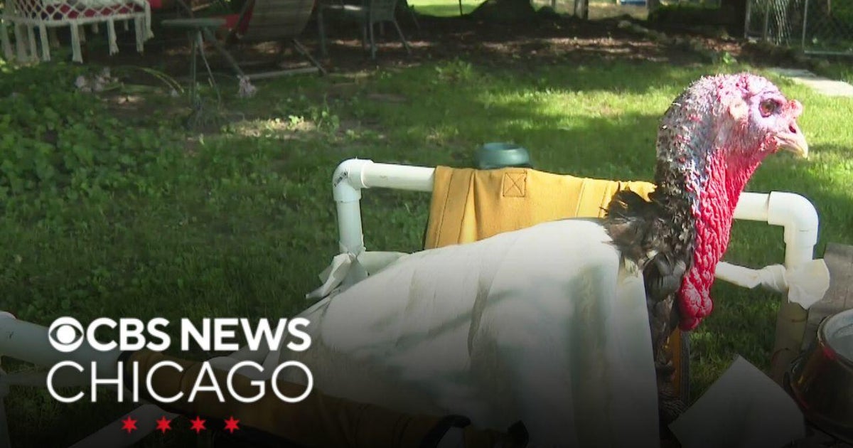 Simon says a suburban bird sanctuary hopes to get him a new turkey leg ...