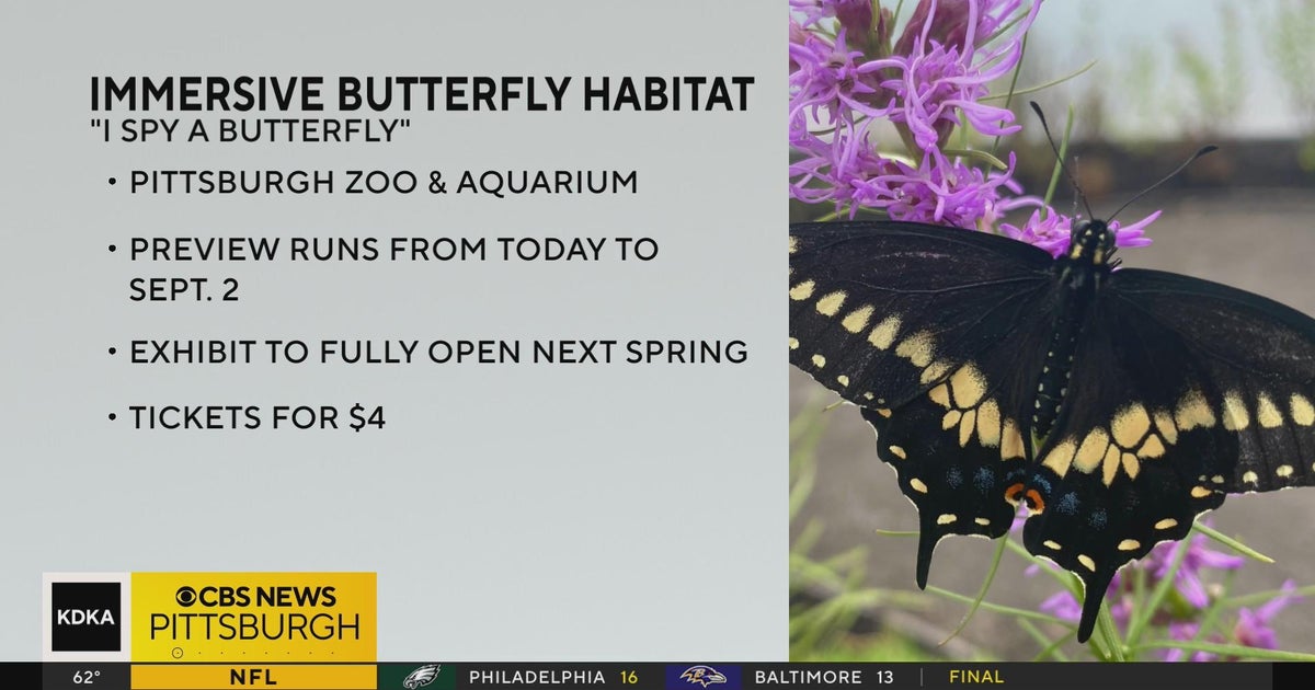 Zoo opens immersive butterfly habitat - CBS Pittsburgh