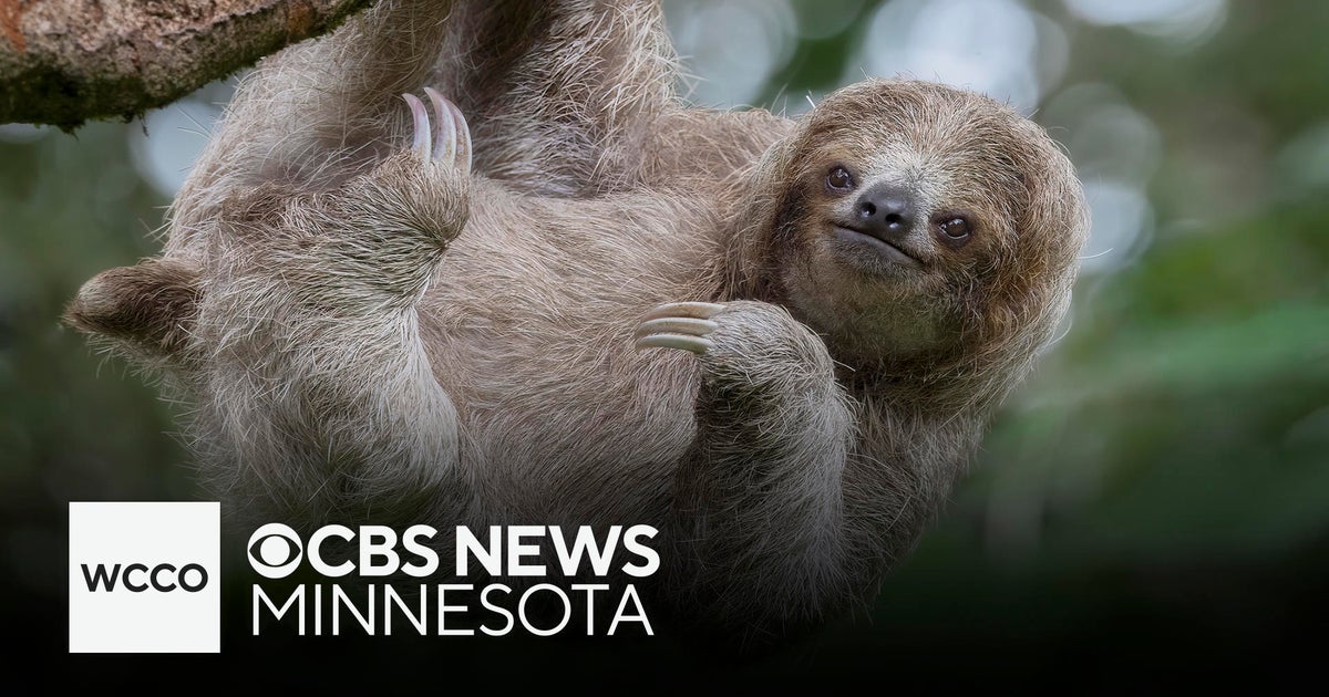 The hidden benefits of taking an occasional "lazy day" - CBS Minnesota