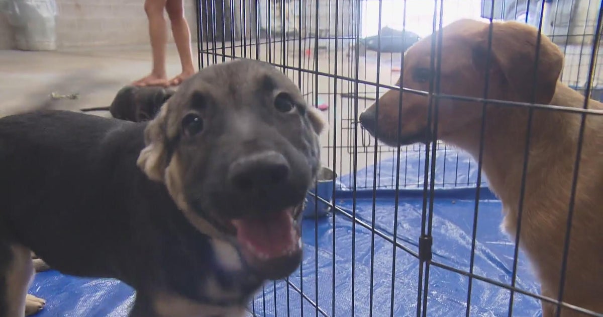 CDPHE says additional dogs need quarantine following rabies exposure ...