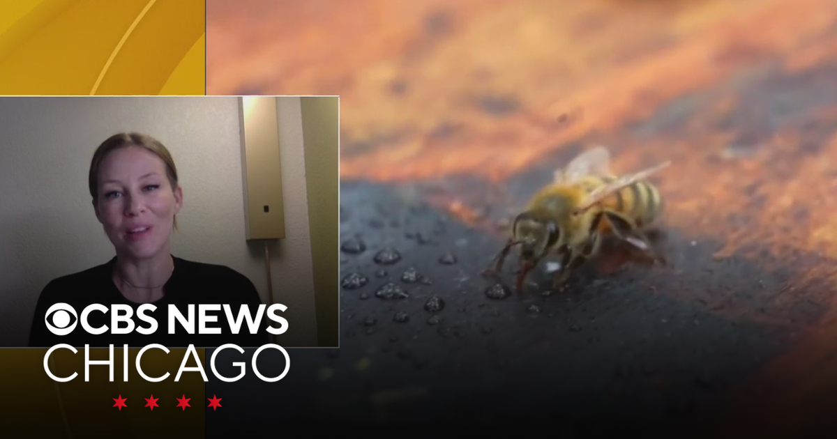 Beekeeper talks importance of honey bees - CBS Chicago