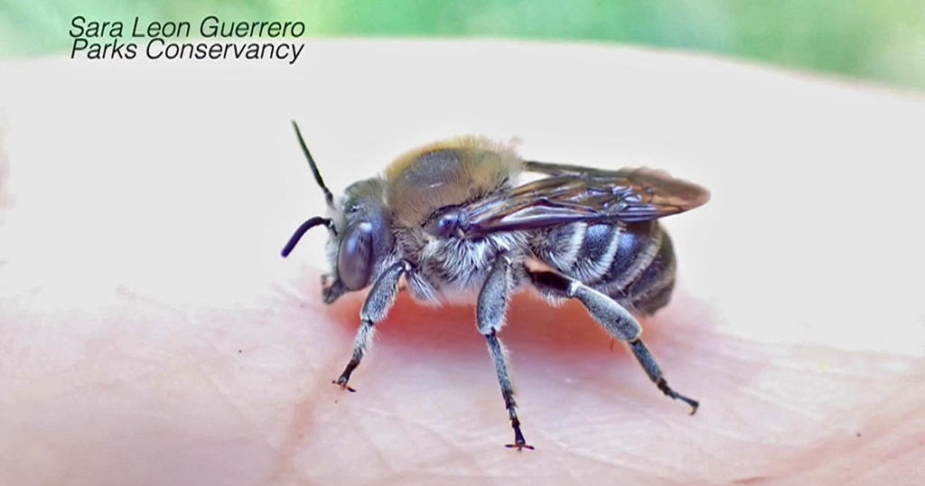 Rare bee found on Mount Tamalpais points to conservation successes ...