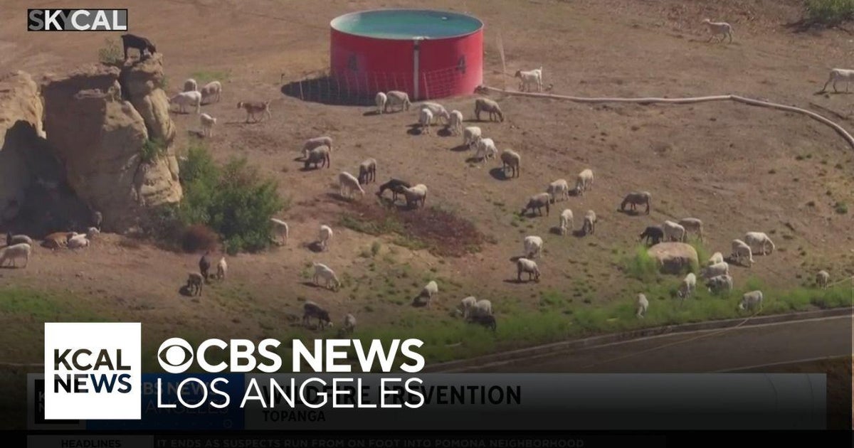 LA County Fire Department uses goats and sheep for fire prevention ...