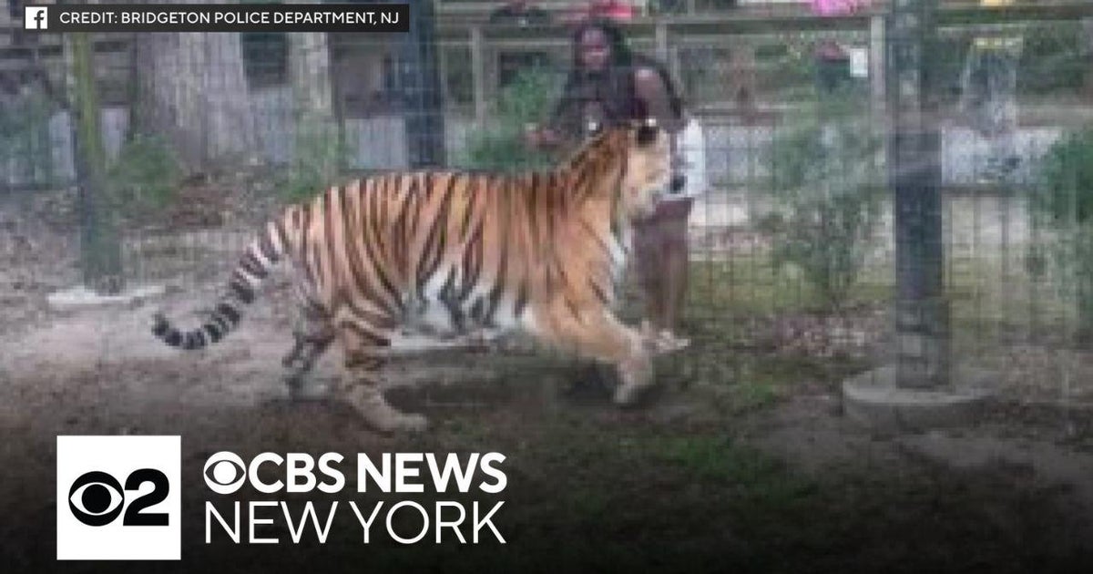 Woman seen inside tiger enclosure at New Jersey zoo - CBS New York