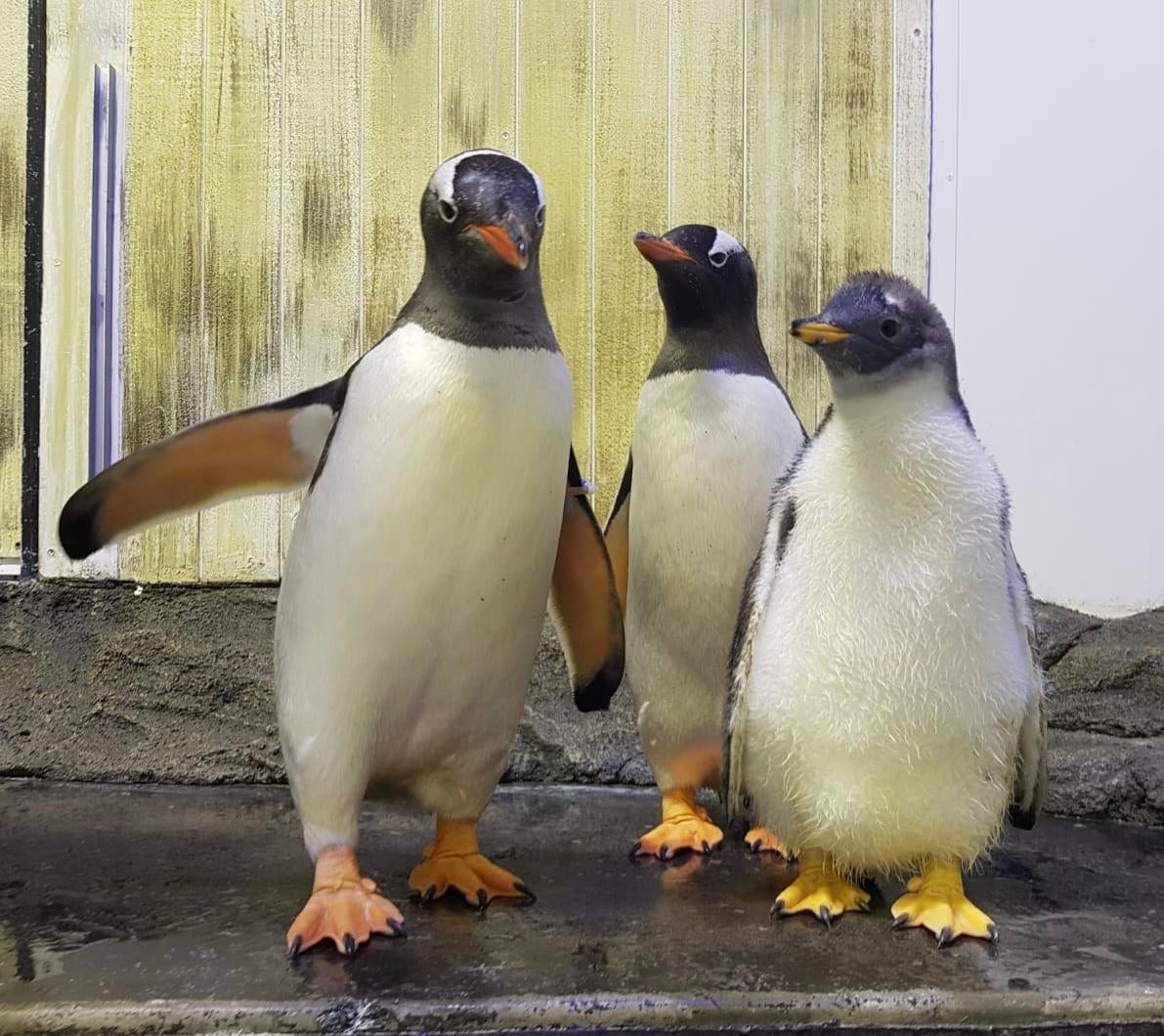Gay penguin Sphen dies at Australia aquarium, leaving behind partner ...