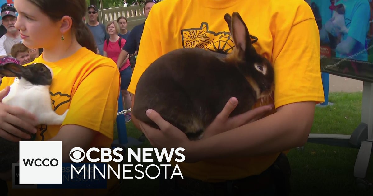 How do you show off a rabbit? These State Fair pros share. - CBS Minnesota
