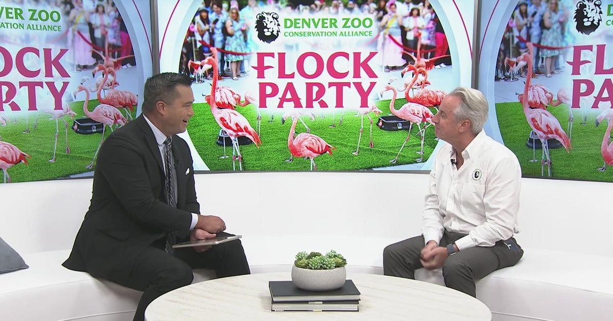 Denver Zoo Conservation Alliance hosts Flock Party fundraiser - CBS ...