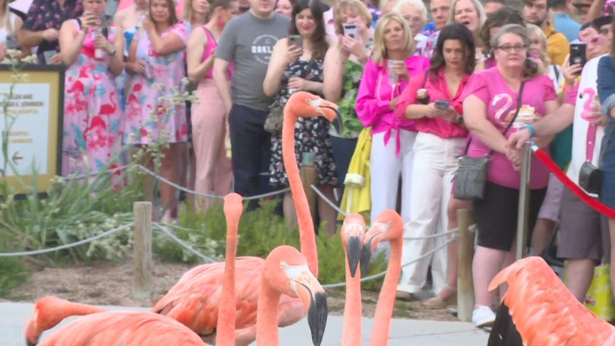 Denver Zoo Conservation Alliance hosts a party with the animals - CBS ...
