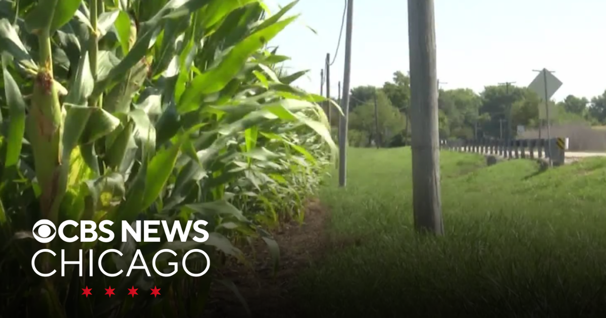 Corn sweat is making severe humidity even worse in Illinois - CBS Chicago