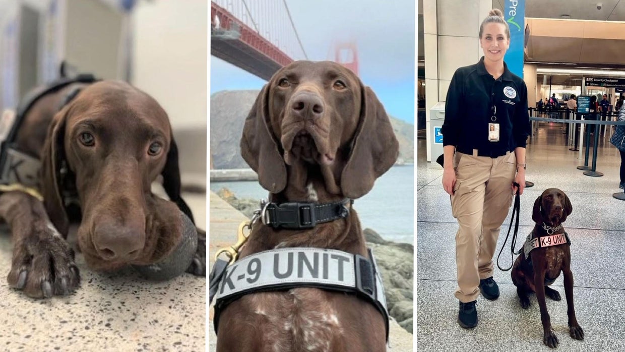 Barni, K-9 officer at San Francisco International Airport, voted TSA's ...