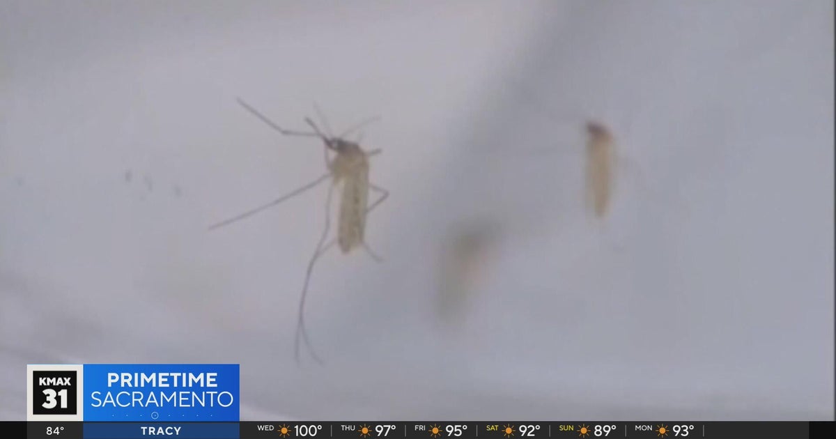 What is EEE? | The Answer - CBS Sacramento