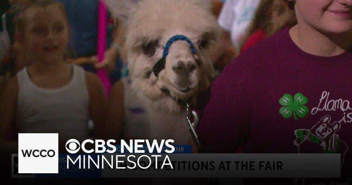 Llamas are the belles of the ball at State Fair's 4-H competitions ...
