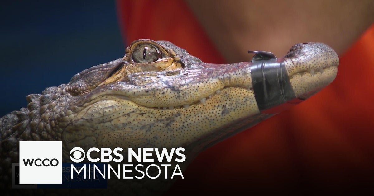Scaly friends are waiting for your visit at State Fair's reptile booth ...