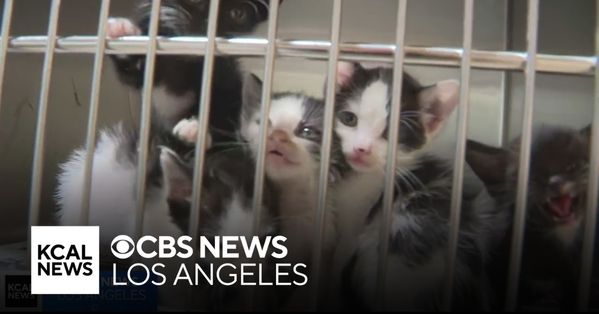 Riverside County animal services pleads for help with over capacity ...