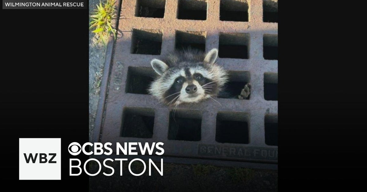 Raccoon rescued after getting head stuck in sewer grate - CBS Boston