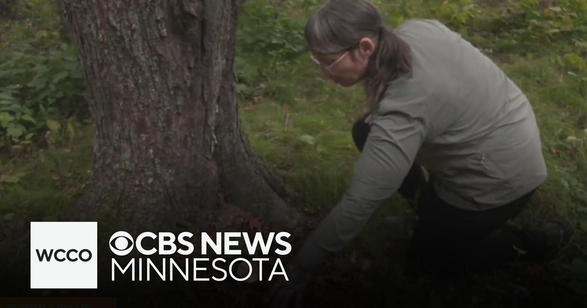 Minnesota forest serves as sustainable alternative to cemeteries - CBS ...
