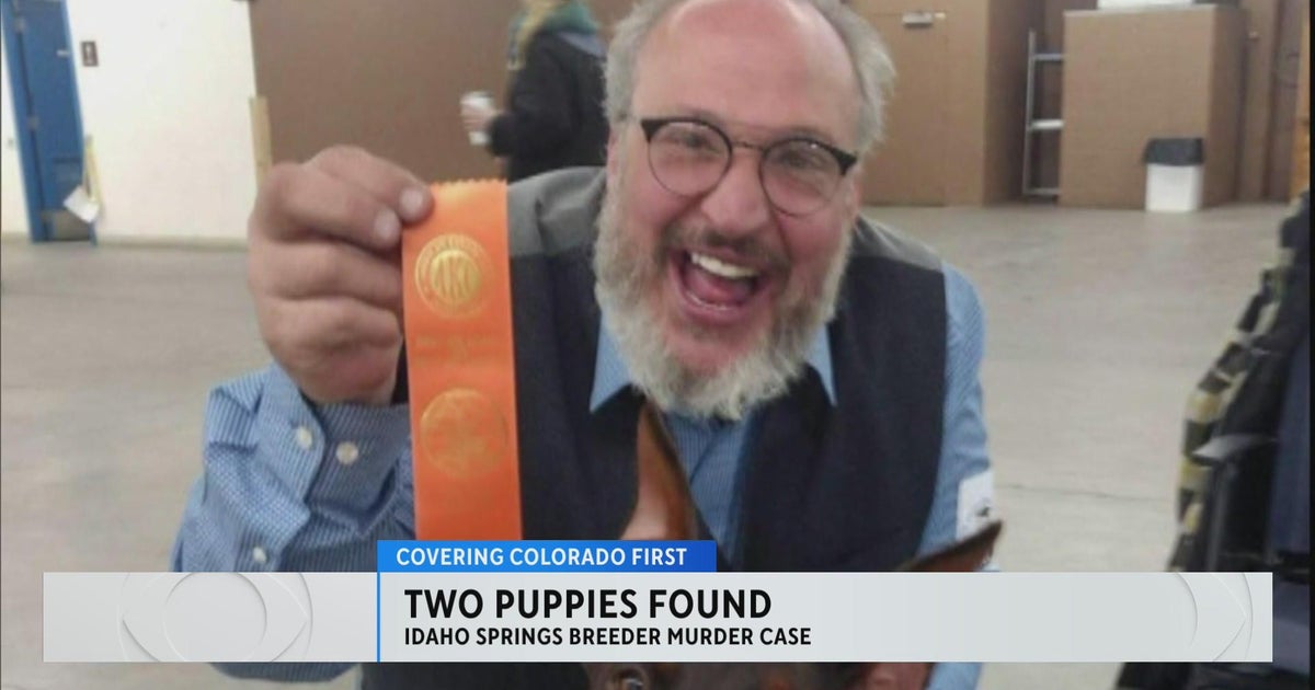 2 of 10 missing Doberman puppies located after murder suspect arrested ...