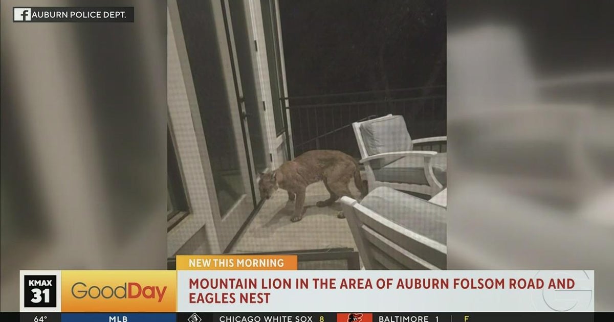 Mountain lion spotted in Auburn - CBS Sacramento
