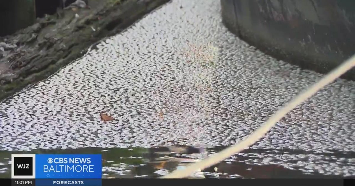 Fluctuating temperatures cause mass fishkill in Baltimore's Inner ...