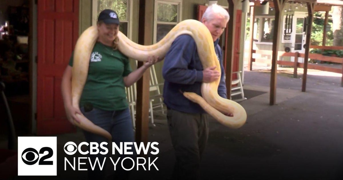 13-foot python finds new home at Upstate New York zoo - CBS New York